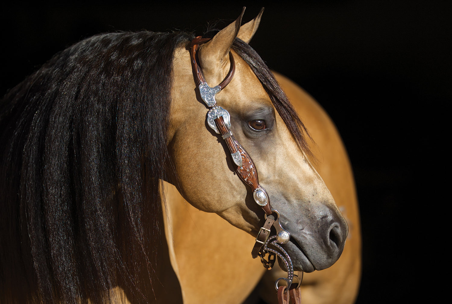 Quality, Bits, Spurs, Tack, Horse Equine, Reining, Western Accessories ...
